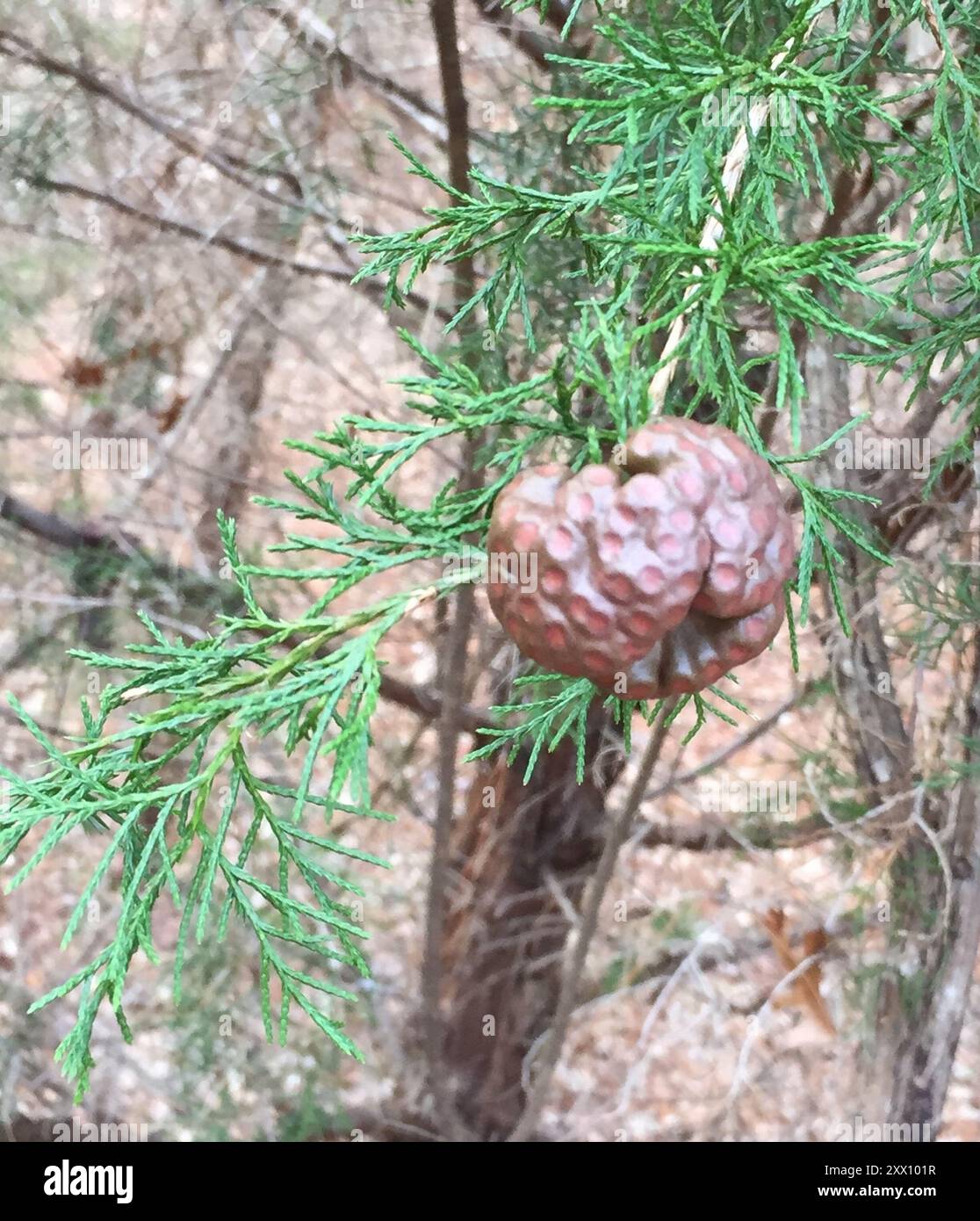 juniper-apple rust (Gymnosporangium juniperi-virginianae) Fungi Stock ...