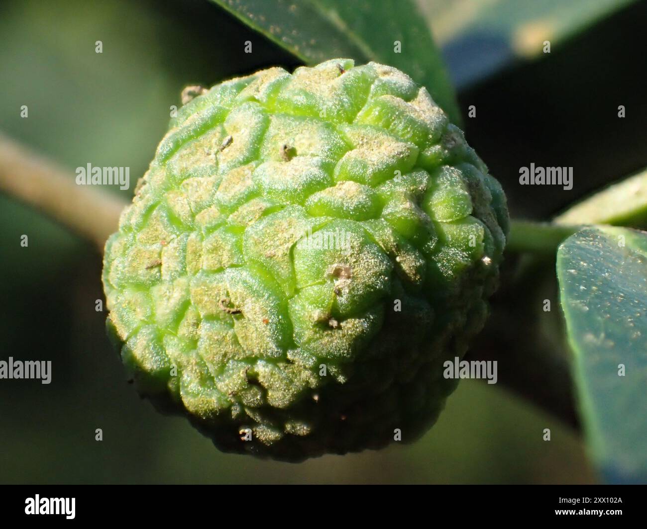 Cockspur Thorn (Maclura cochinchinensis) Plantae Stock Photo - Alamy