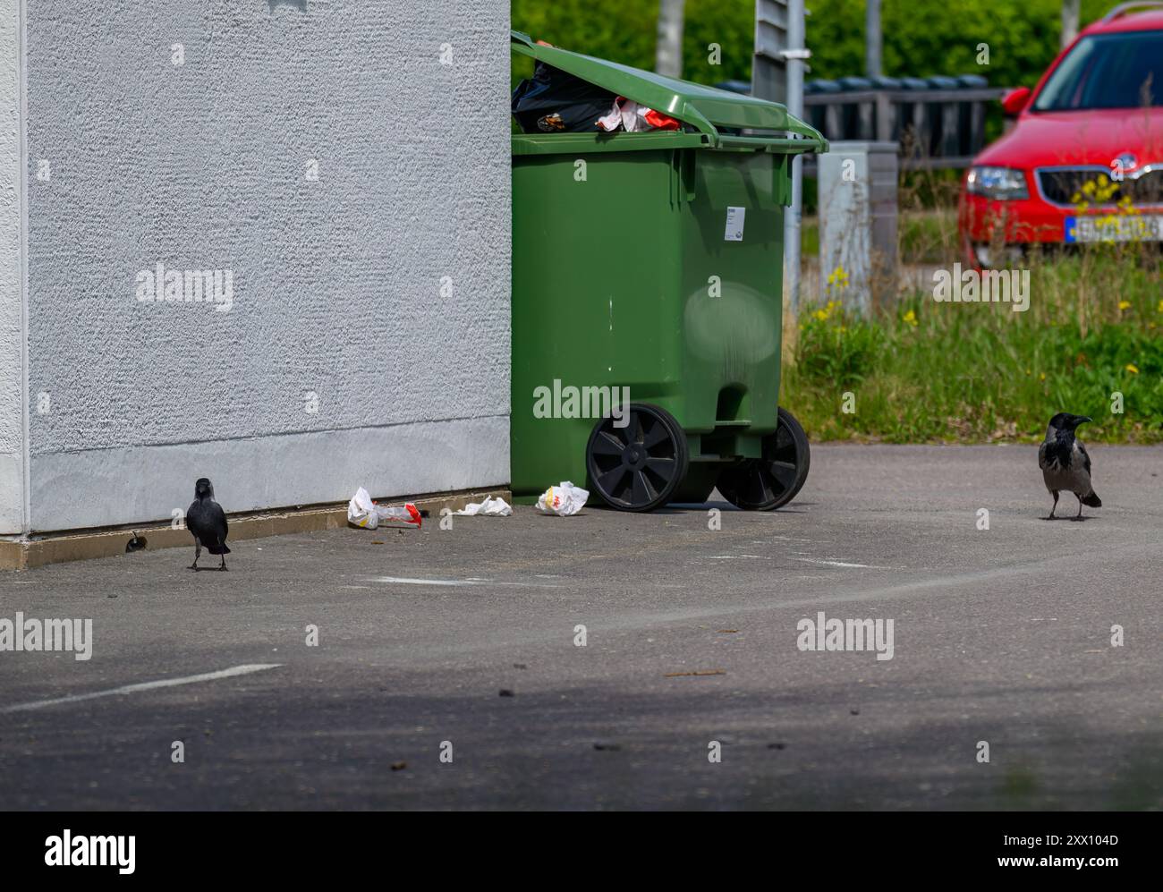 overflowing garbage cans and two birds searching for food Stock Photo ...