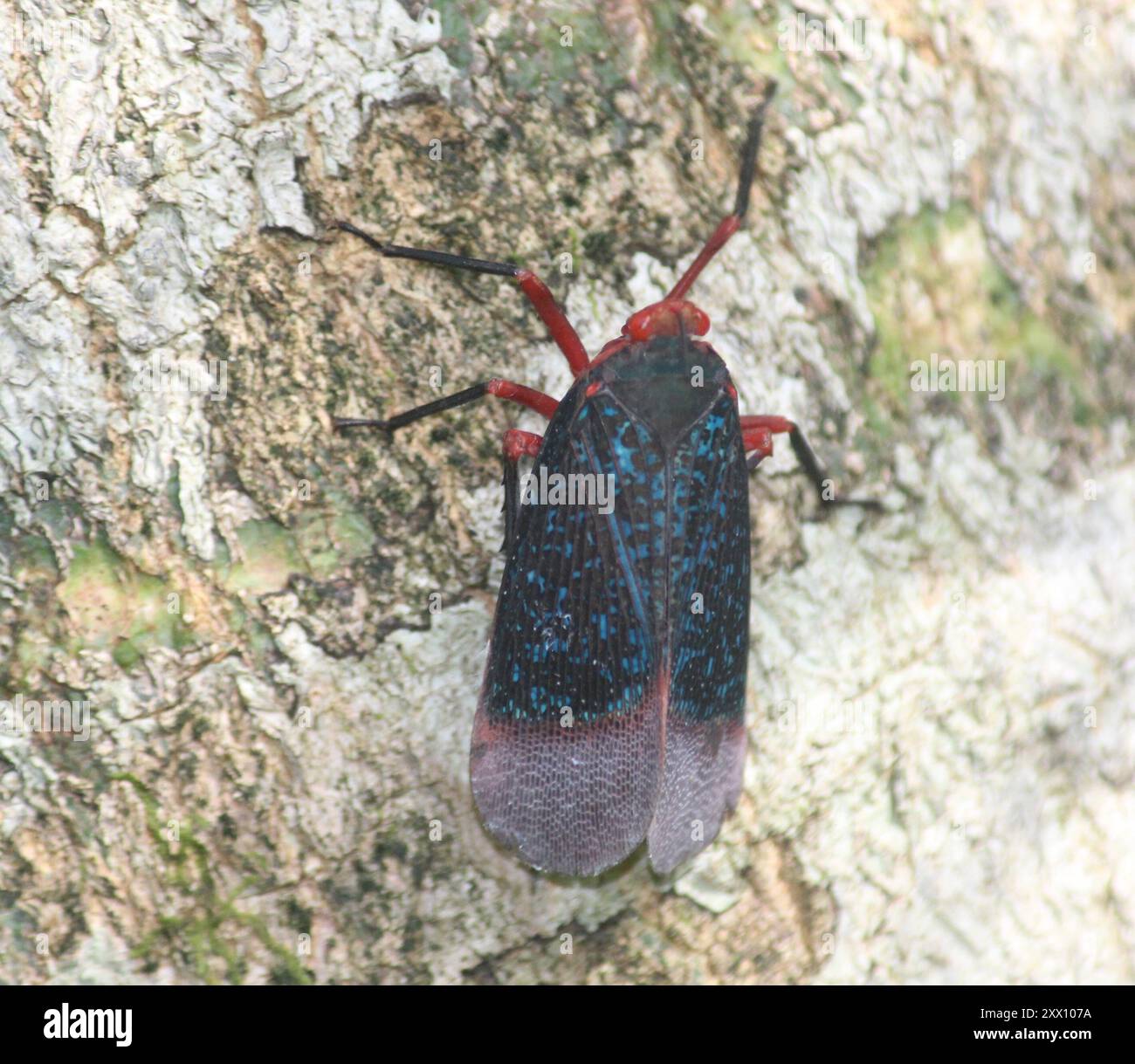 (Kalidasa albiflos) Insecta Stock Photo - Alamy