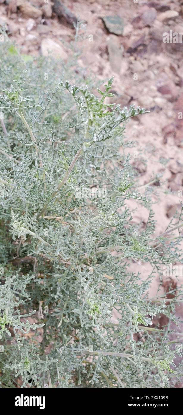 Burrobush (Ambrosia dumosa) Plantae Stock Photo - Alamy