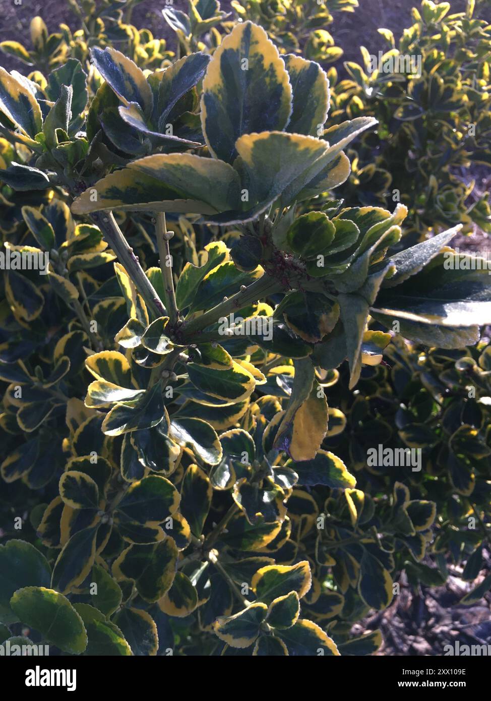 Japanese spindle tree (Euonymus japonicus) Plantae Stock Photo - Alamy