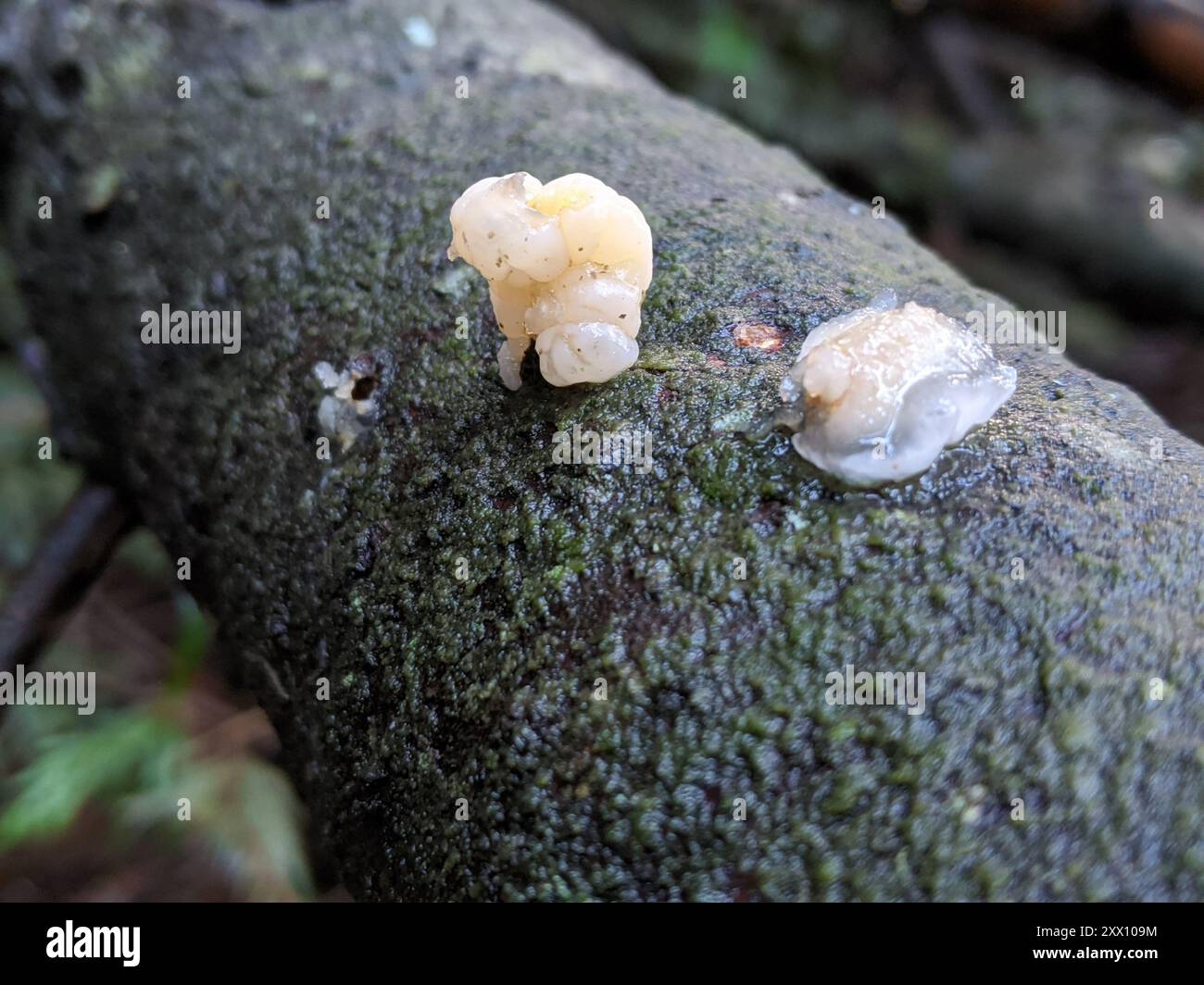 Crystal Brain Fungus (Myxarium nucleatum) Fungi Stock Photo - Alamy