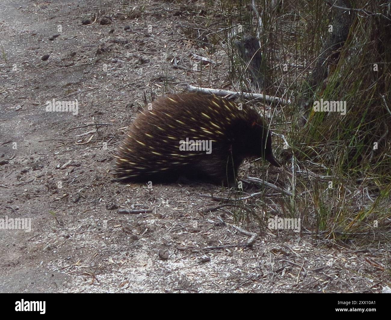 Tasmanian Echidna (Tachyglossus aculeatus setosus) Mammalia Stock Photo ...