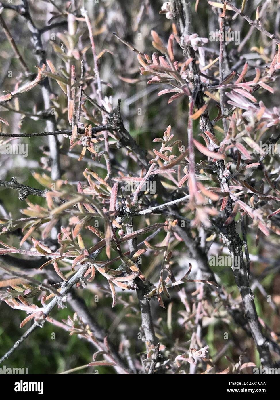 Littleleaf Rhatany (Krameria erecta) Plantae Stock Photo - Alamy