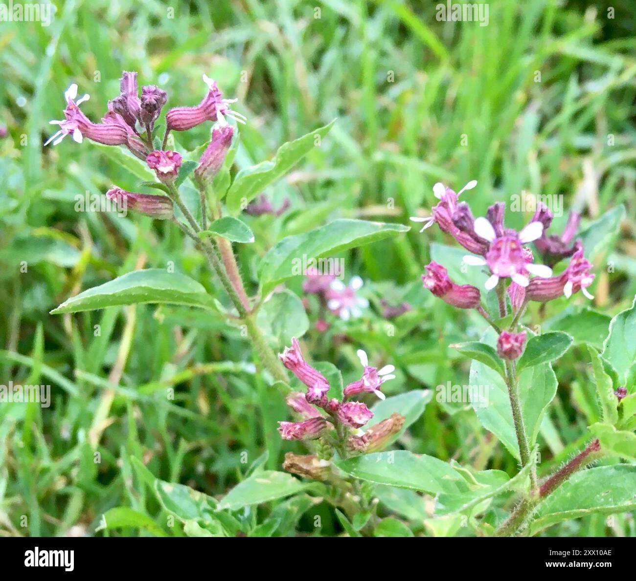 Cigar Plants and Allies (Cuphea) Plantae Stock Photo - Alamy