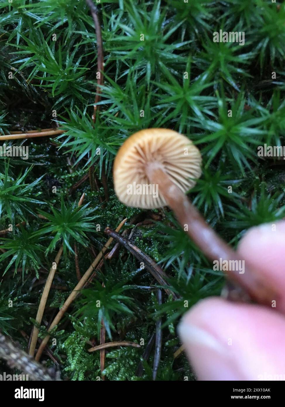 Moss Bells (Galerina) Fungi Stock Photo - Alamy