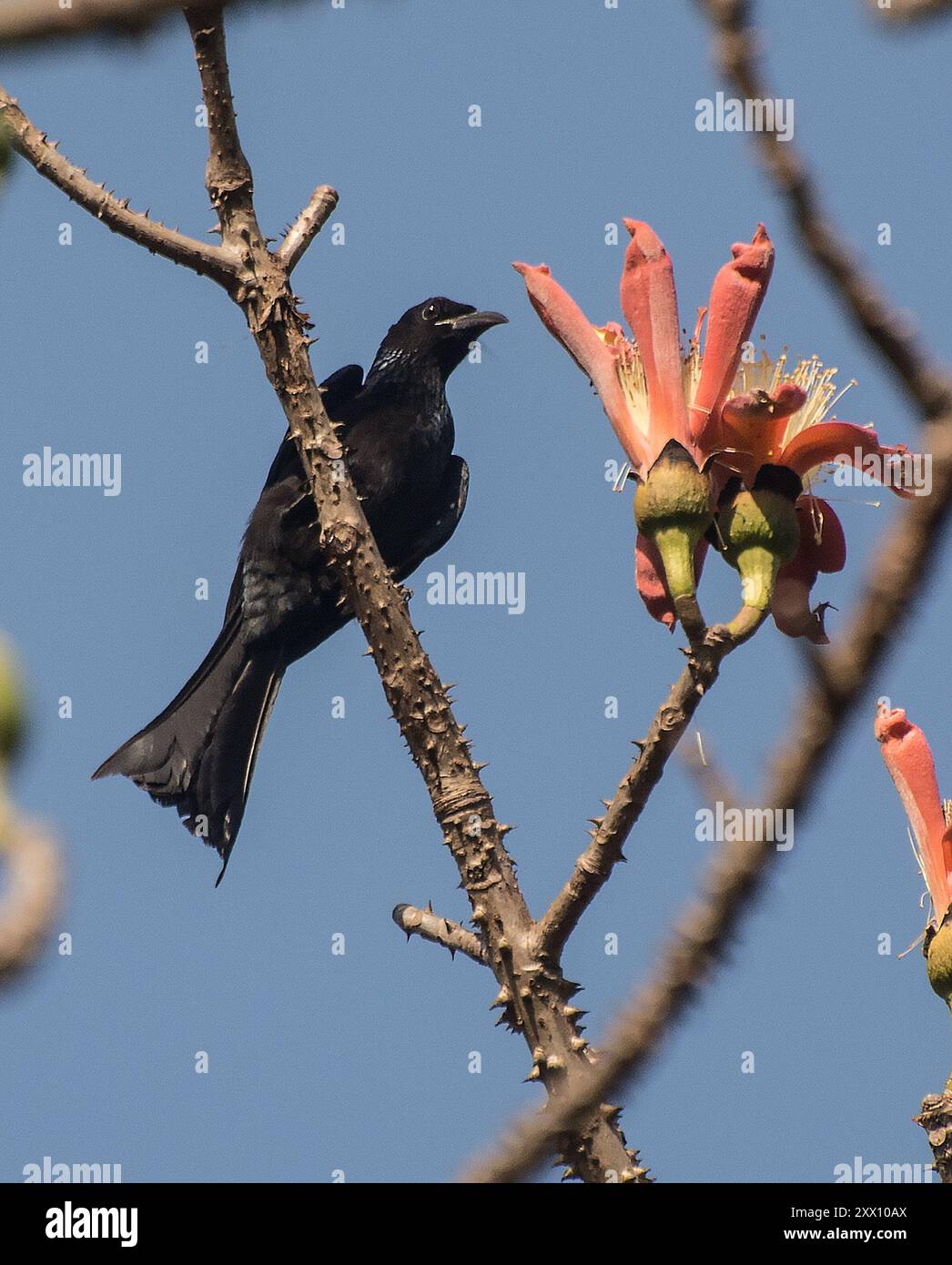 Hair-crested Drongo (Dicrurus hottentottus) Aves Stock Photo - Alamy