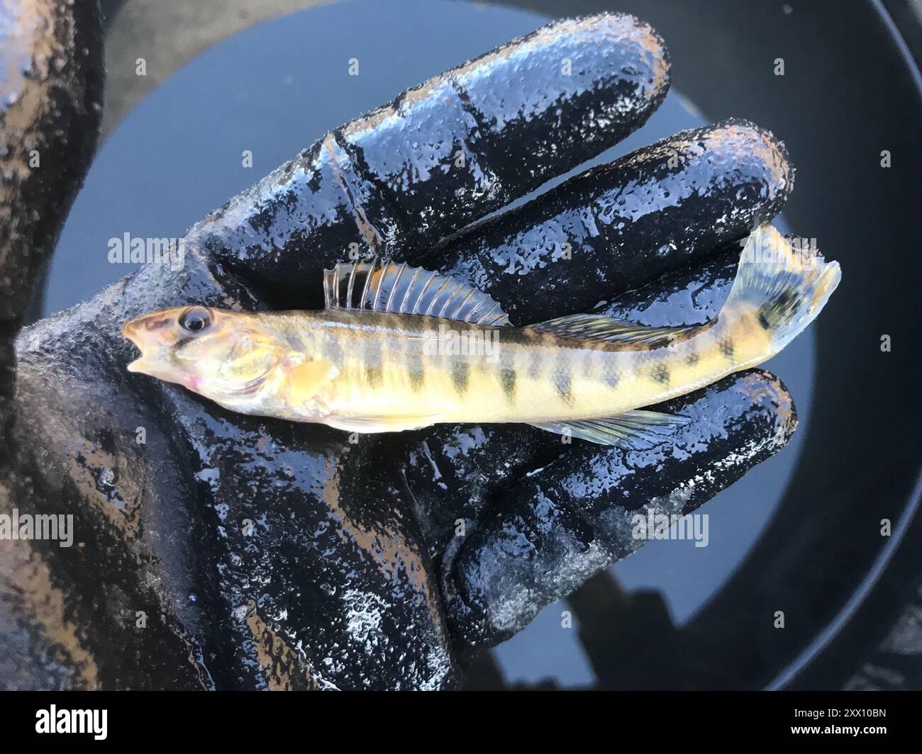 Texas Logperch (Percina carbonaria) Actinopterygii Stock Photo - Alamy
