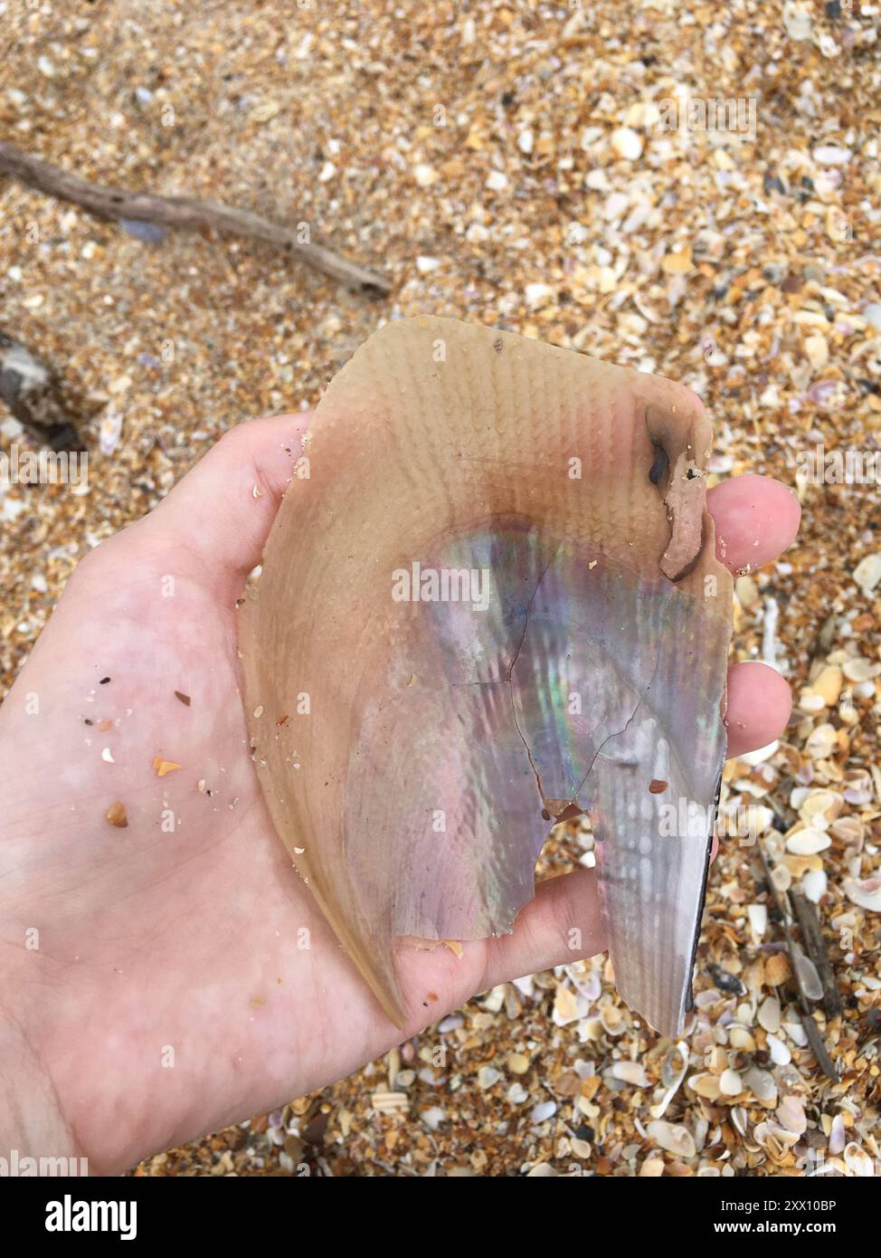 Atrina hi-res stock photography and images - Alamy