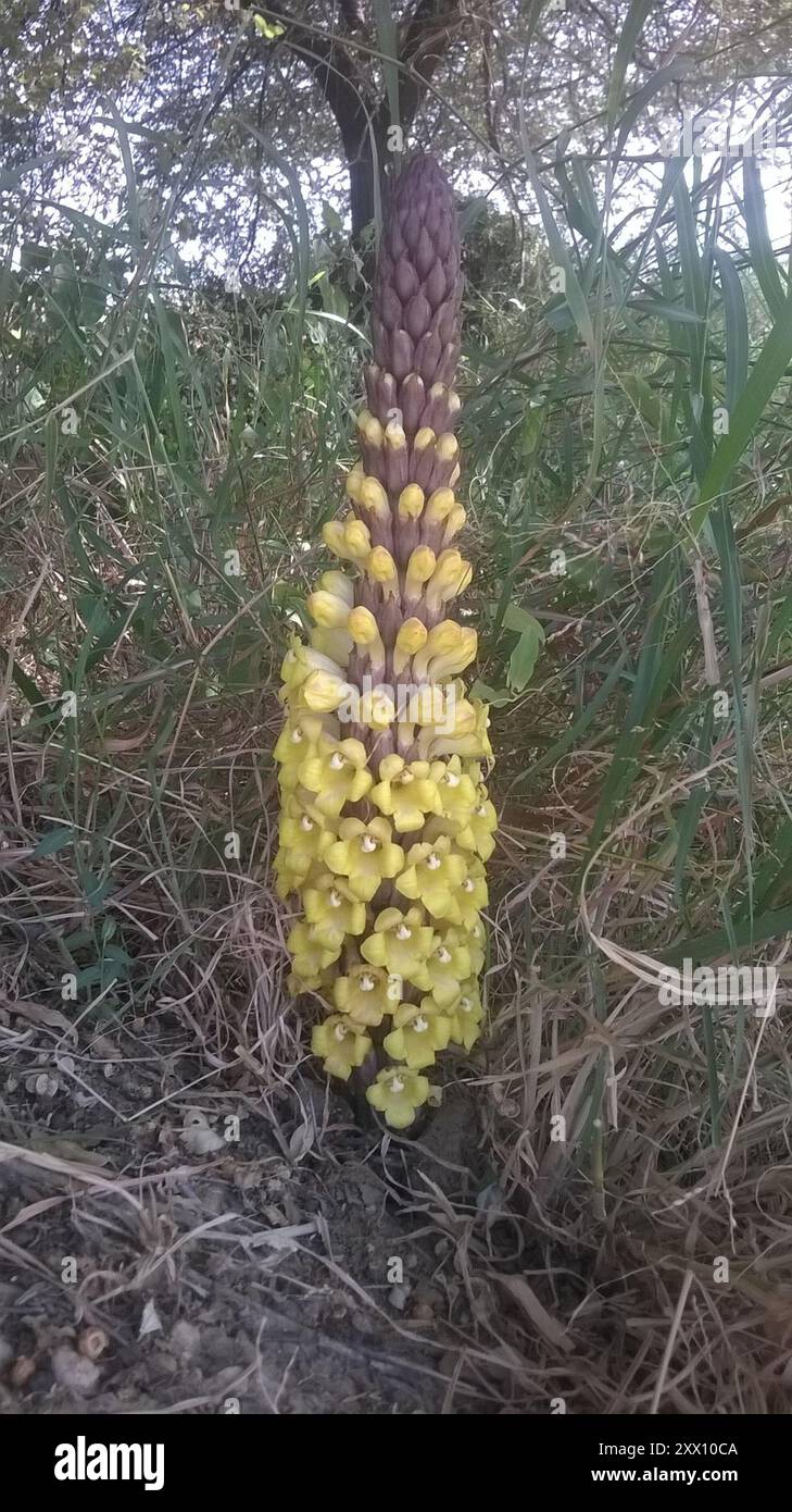 desert hyacinth (Cistanche tubulosa) Plantae Stock Photo - Alamy