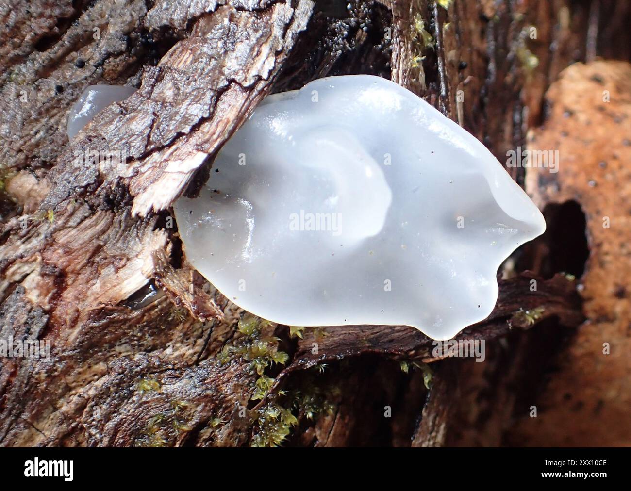 snow fungus (Tremella fuciformis) Fungi Stock Photo - Alamy