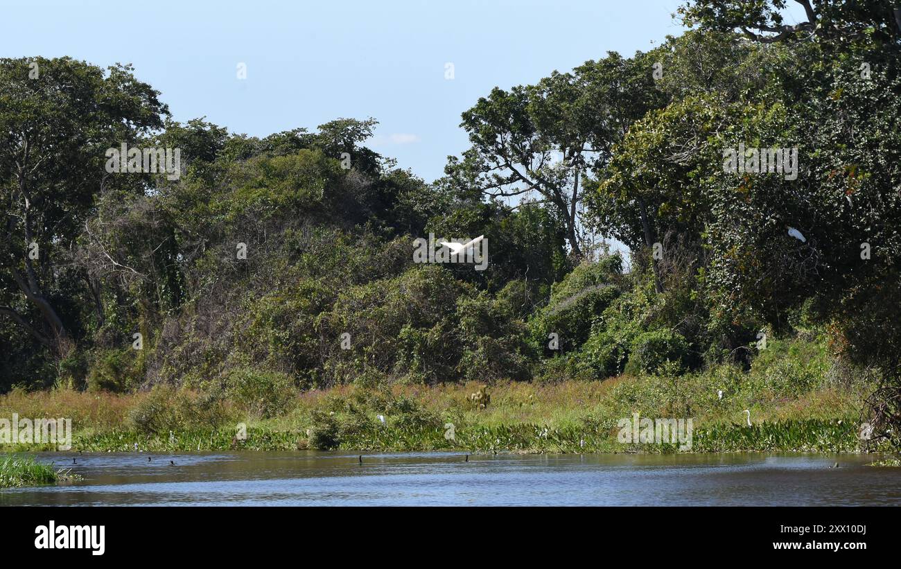 The Pantanal in Brazil is the world's largest tropical wetland area ...