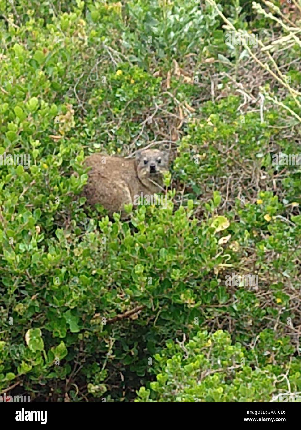 Cape Rock Hyrax (Procavia capensis capensis) Mammalia Stock Photo - Alamy