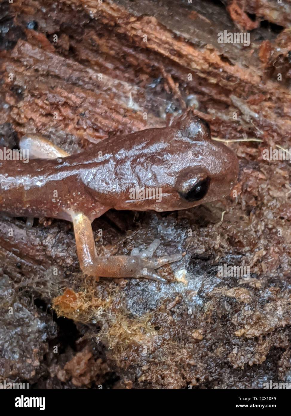 Ensatina (Ensatina eschscholtzii) Amphibia Stock Photo - Alamy