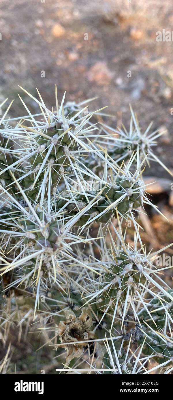 Whipple Cholla (Cylindropuntia whipplei) Plantae Stock Photo - Alamy