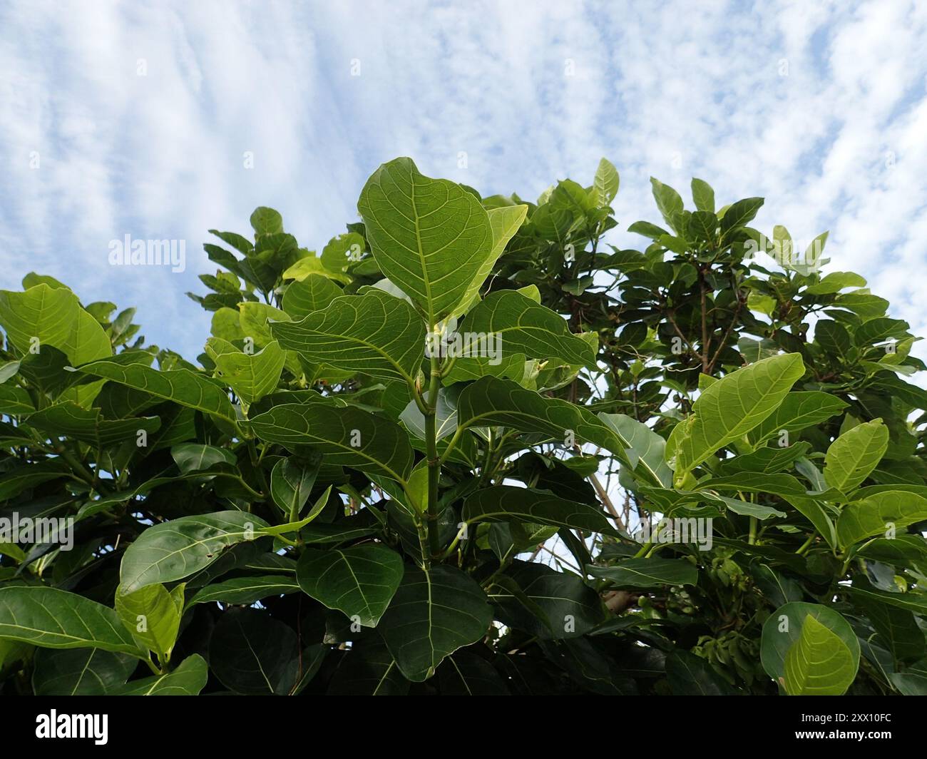Hauili fig tree (Ficus septica) Plantae Stock Photo - Alamy