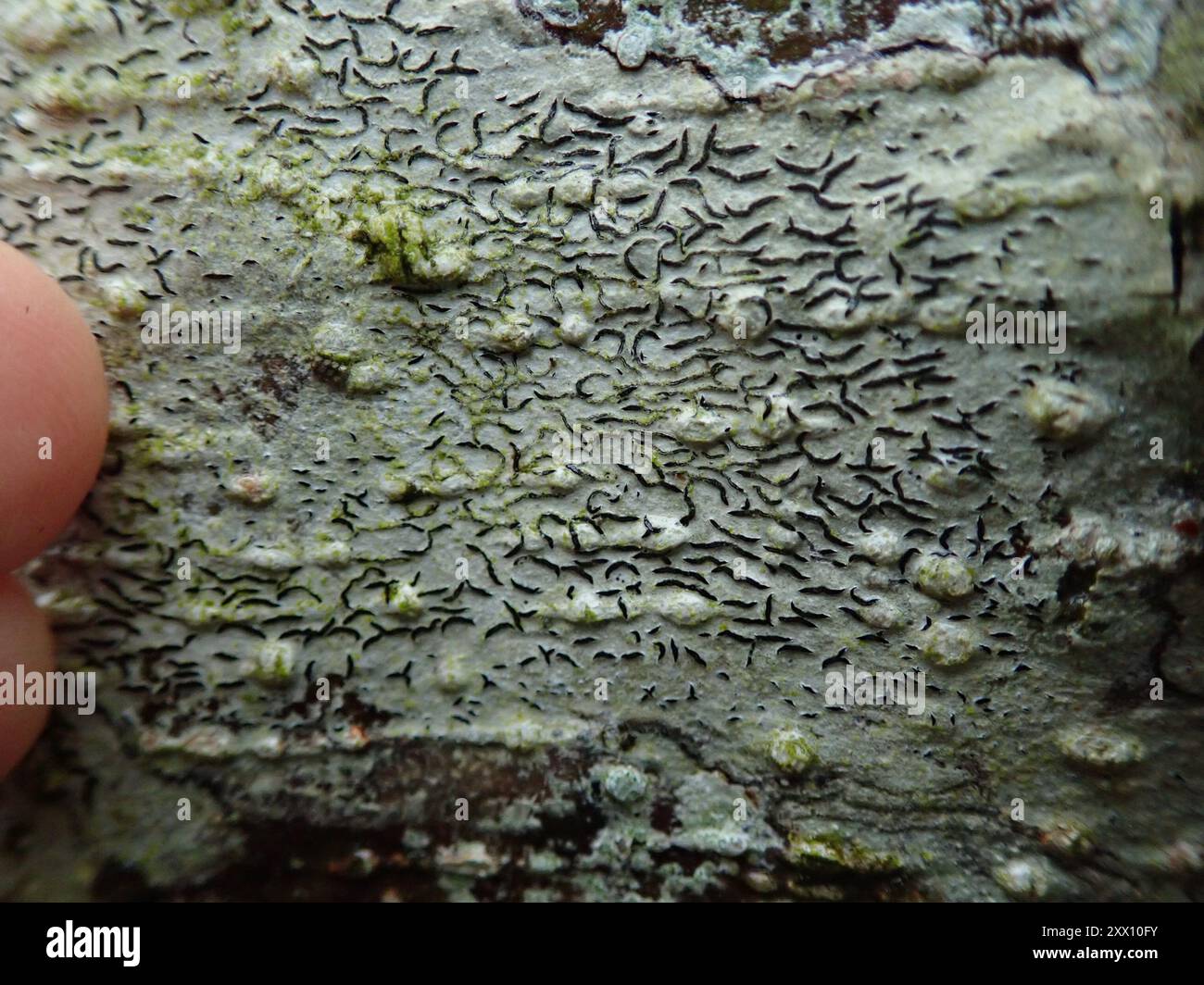 Common Script Lichen (Graphis scripta) Fungi Stock Photo - Alamy