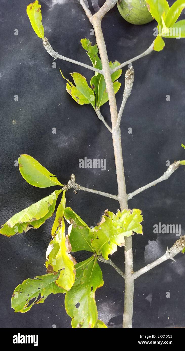 (Randia nicaraguensis) Plantae Stock Photo - Alamy