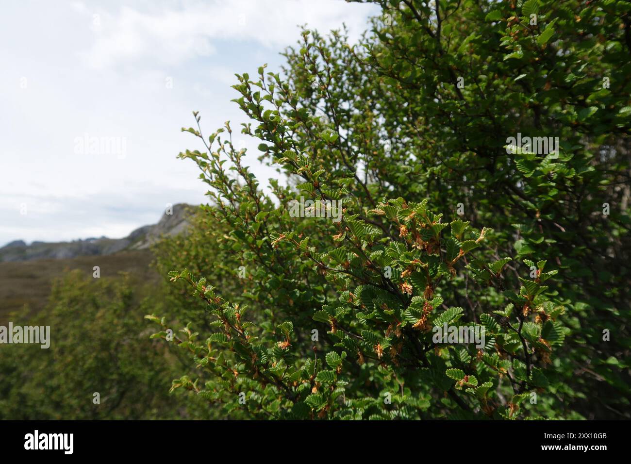 deciduous beech (Nothofagus gunnii) Plantae Stock Photo - Alamy