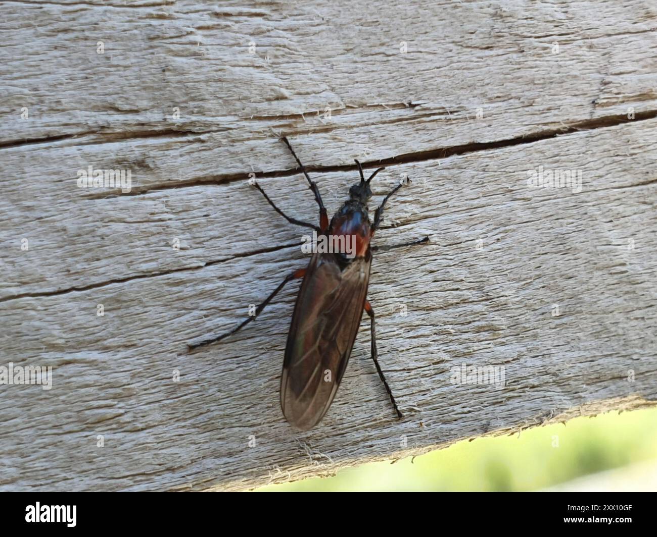 Blossom Fly (Dilophus nigrostigma) Insecta Stock Photo - Alamy