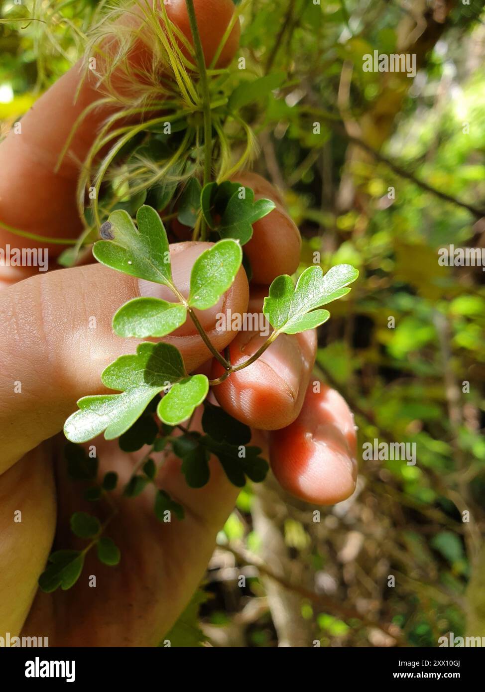 Forster's Clematis (Clematis forsteri) Plantae Stock Photo - Alamy