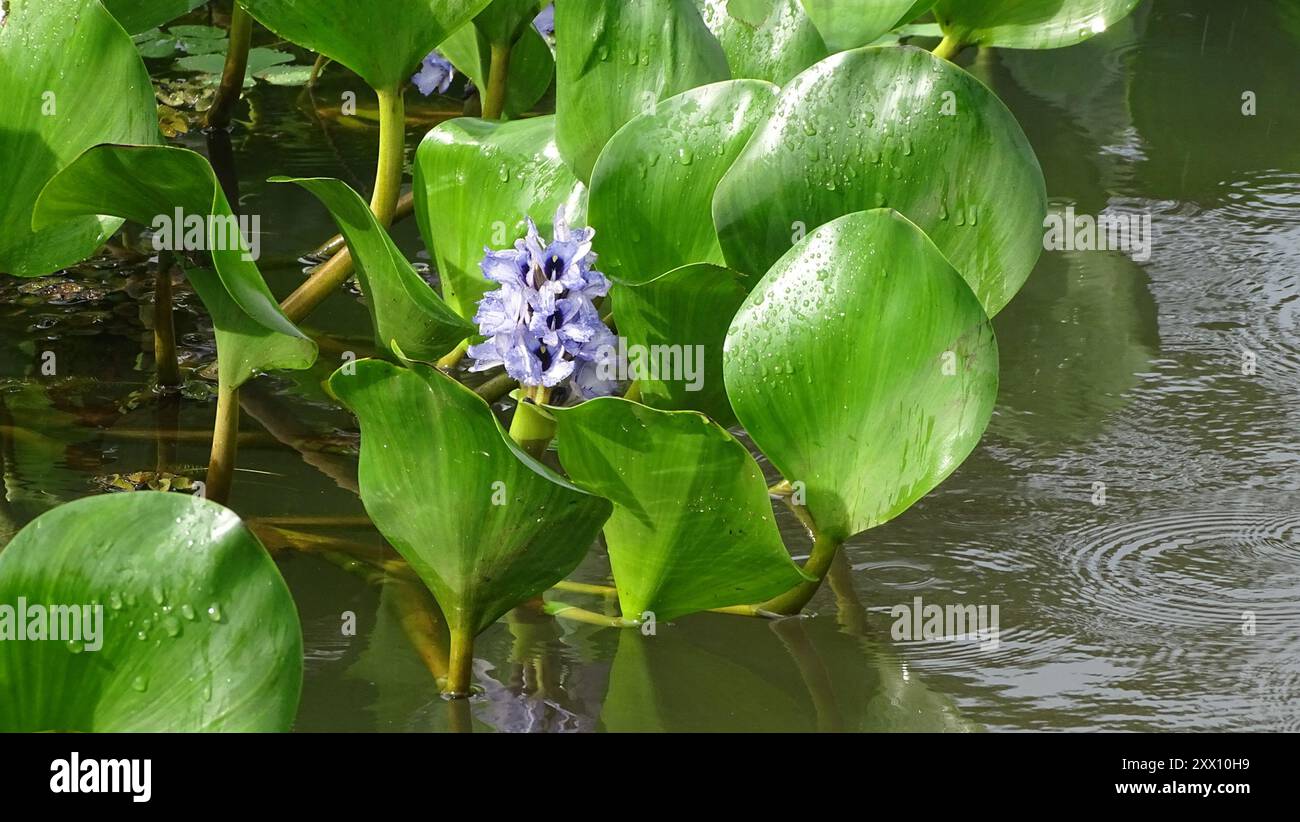 anchored water hyacinth (Pontederia azurea) Plantae Stock Photo - Alamy