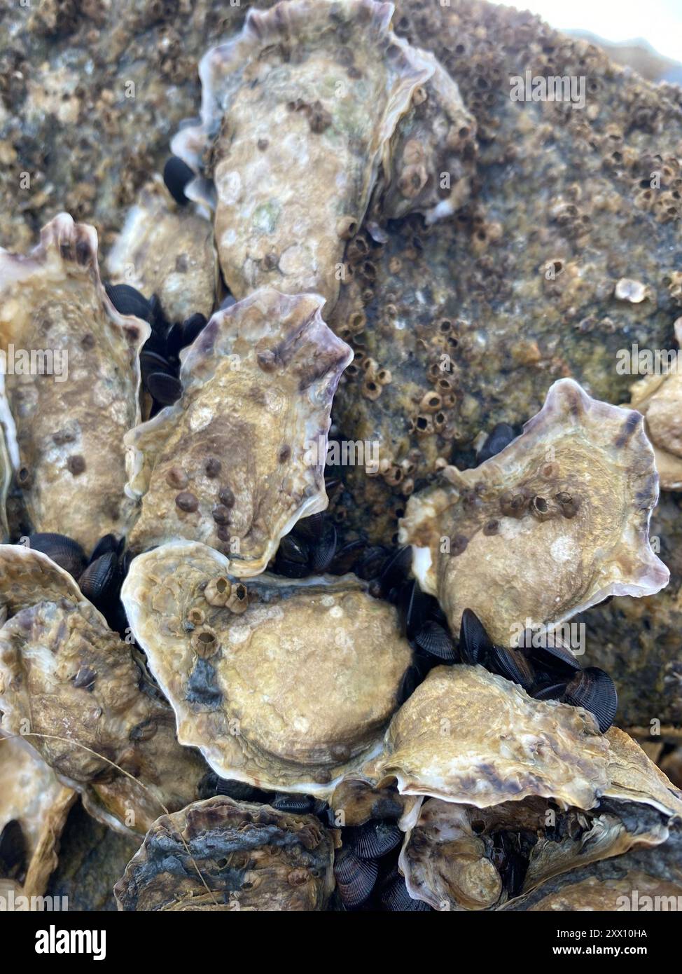 Eastern Oyster (Crassostrea virginica) Mollusca Stock Photo - Alamy