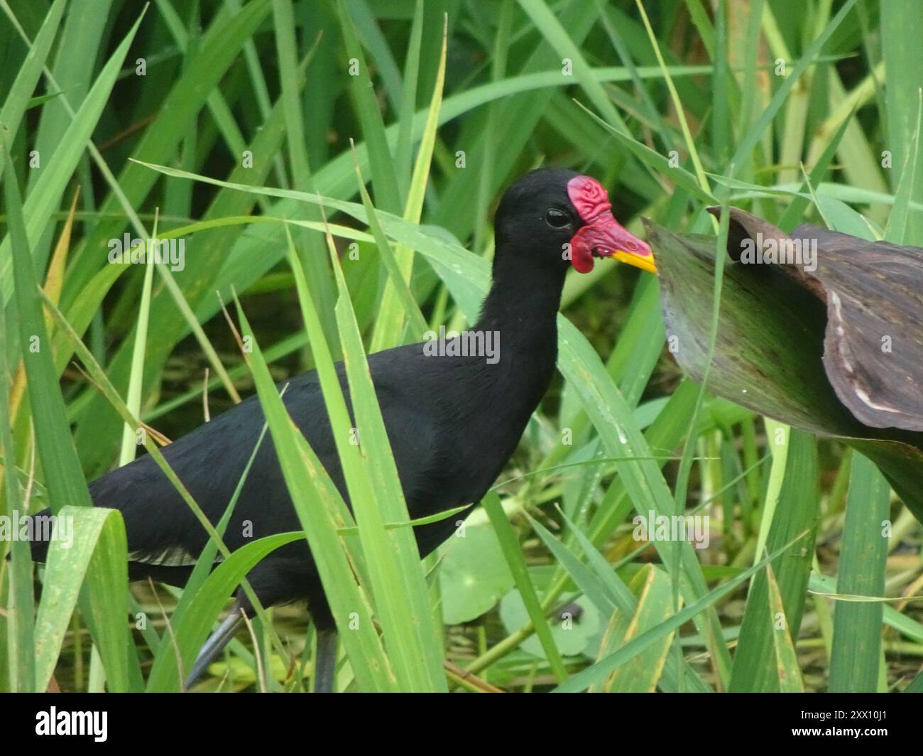 Wattled Jacana (Jacana jacana) Aves Stock Photo - Alamy