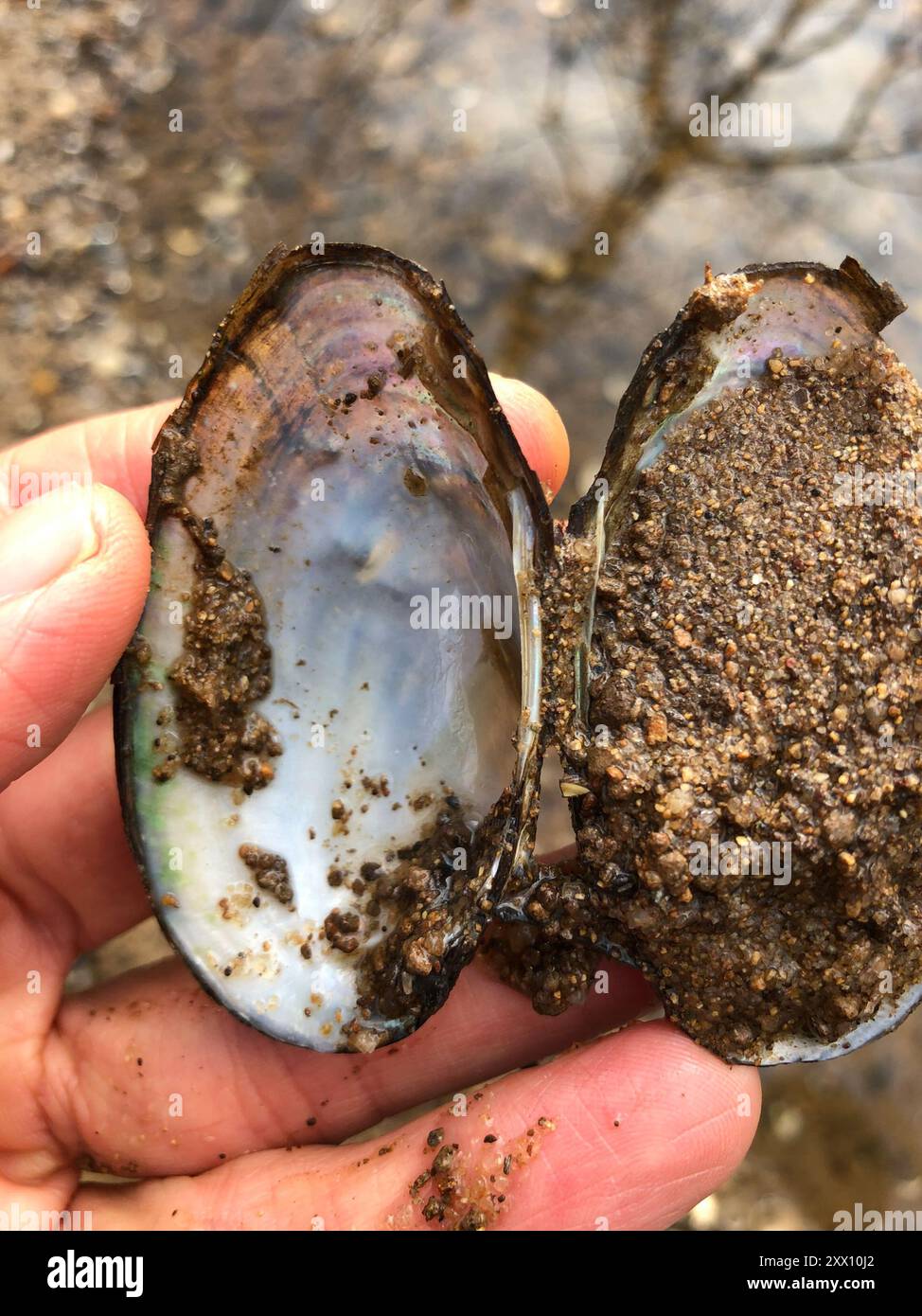 River Mussels (Unionidae) Mollusca Stock Photo - Alamy