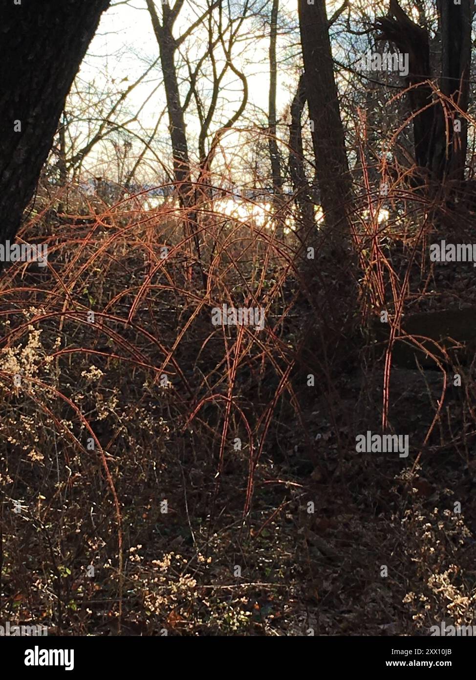 wineberry (Rubus phoenicolasius) Plantae Stock Photo - Alamy