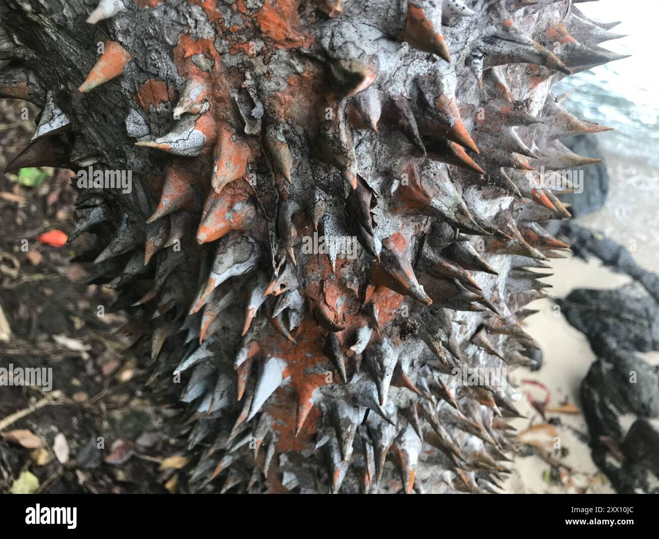 Red Ceiba (Pochota fendleri) Plantae Stock Photo - Alamy