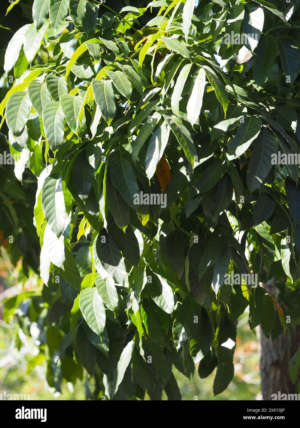 Big-leaf Mahogany (Swietenia macrophylla) Plantae Stock Photo - Alamy