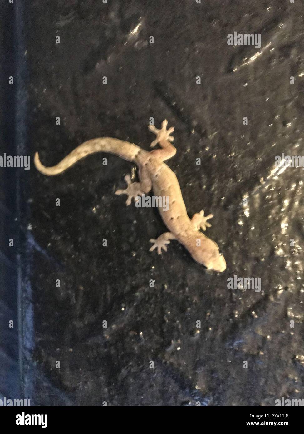 Mourning Gecko (Lepidodactylus lugubris) Reptilia Stock Photo - Alamy