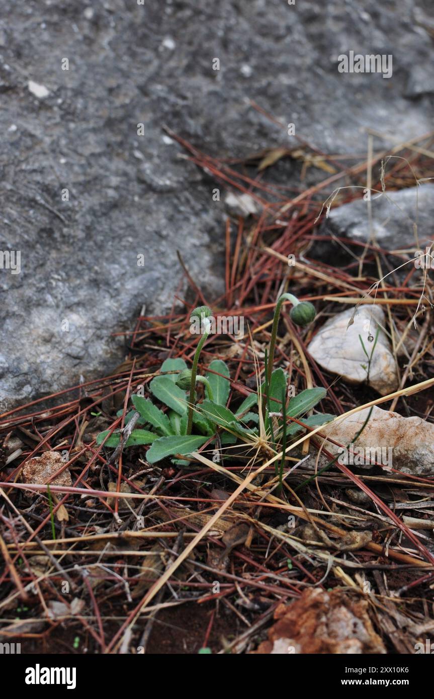 asters and allies (Astereae) Plantae Stock Photo - Alamy
