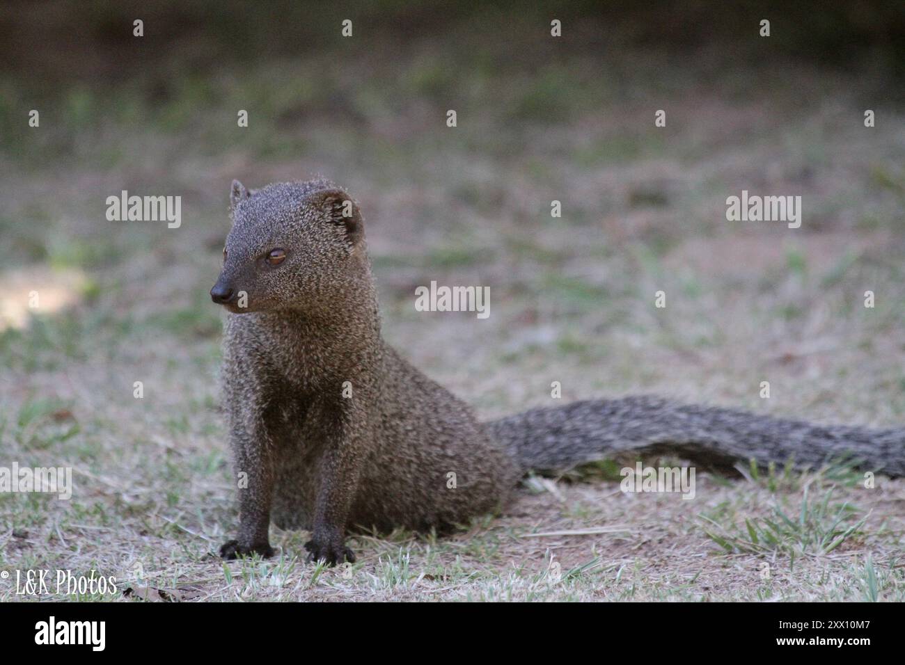 Cape Grey Mongoose (Herpestes pulverulentus) Mammalia Stock Photo - Alamy