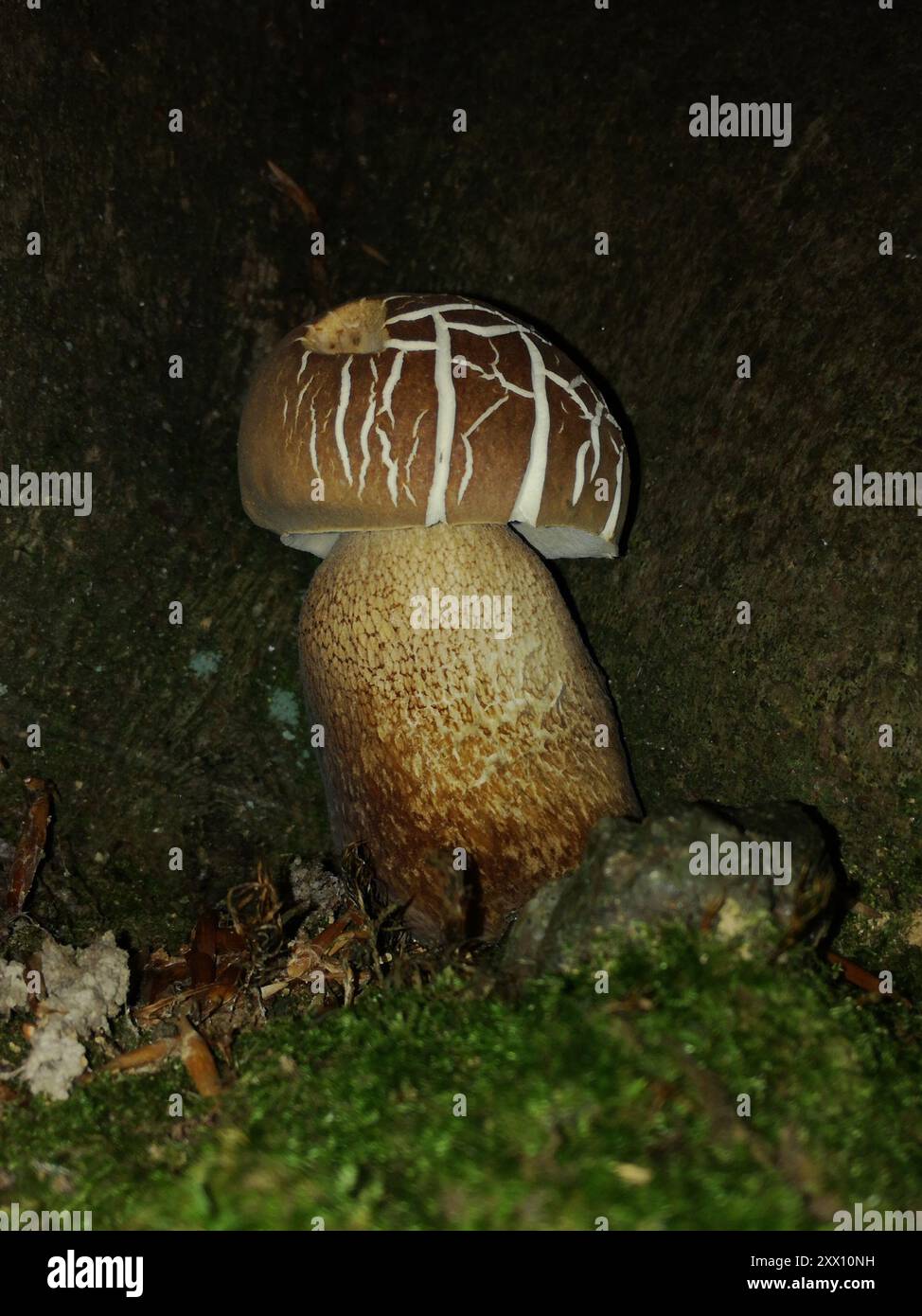 Summer Bolete (Boletus reticulatus) Fungi Stock Photo - Alamy