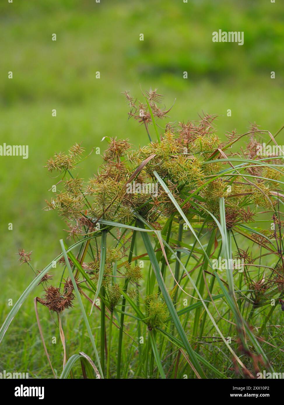 Fragrant flatsedge (Cyperus odoratus) Plantae Stock Photo - Alamy