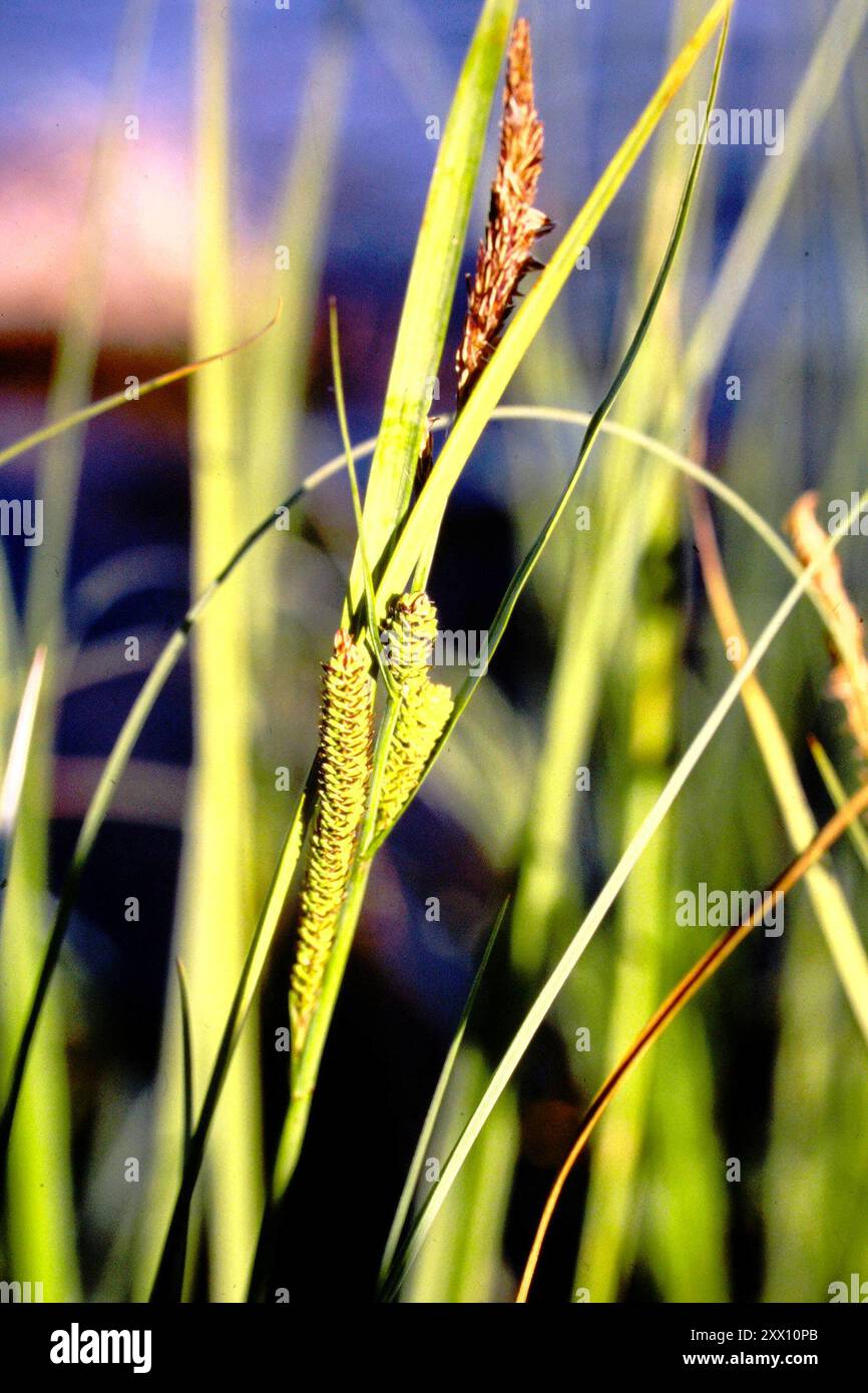 water sedge (Carex aquatilis) Plantae Stock Photo - Alamy