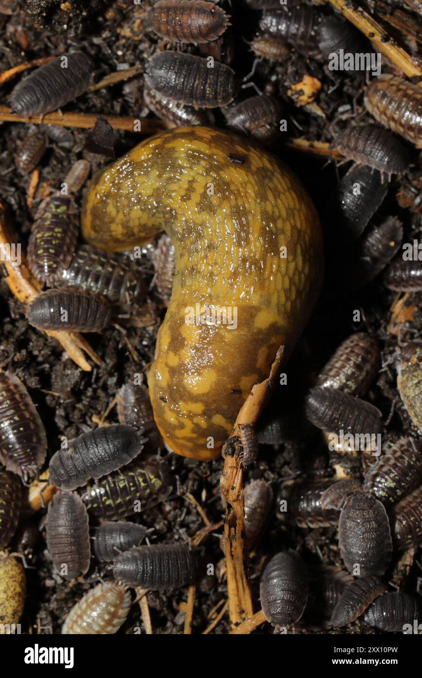 Green Cellar Slug (Limacus maculatus) Mollusca Stock Photo - Alamy
