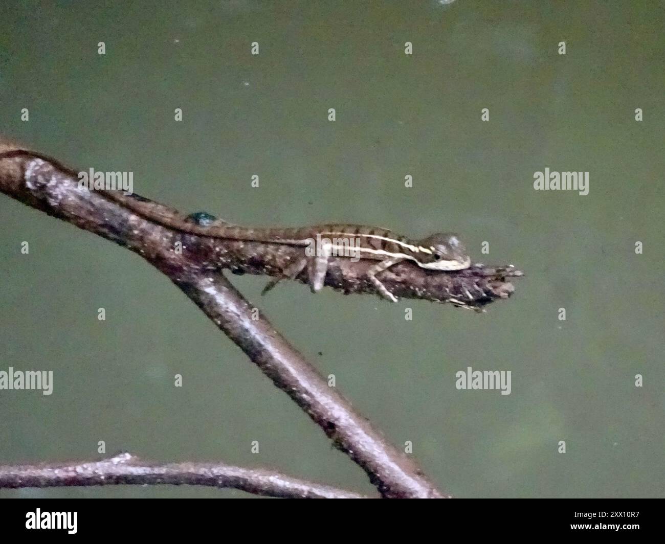 Common Basilisk (Basiliscus basiliscus) Reptilia Stock Photo - Alamy