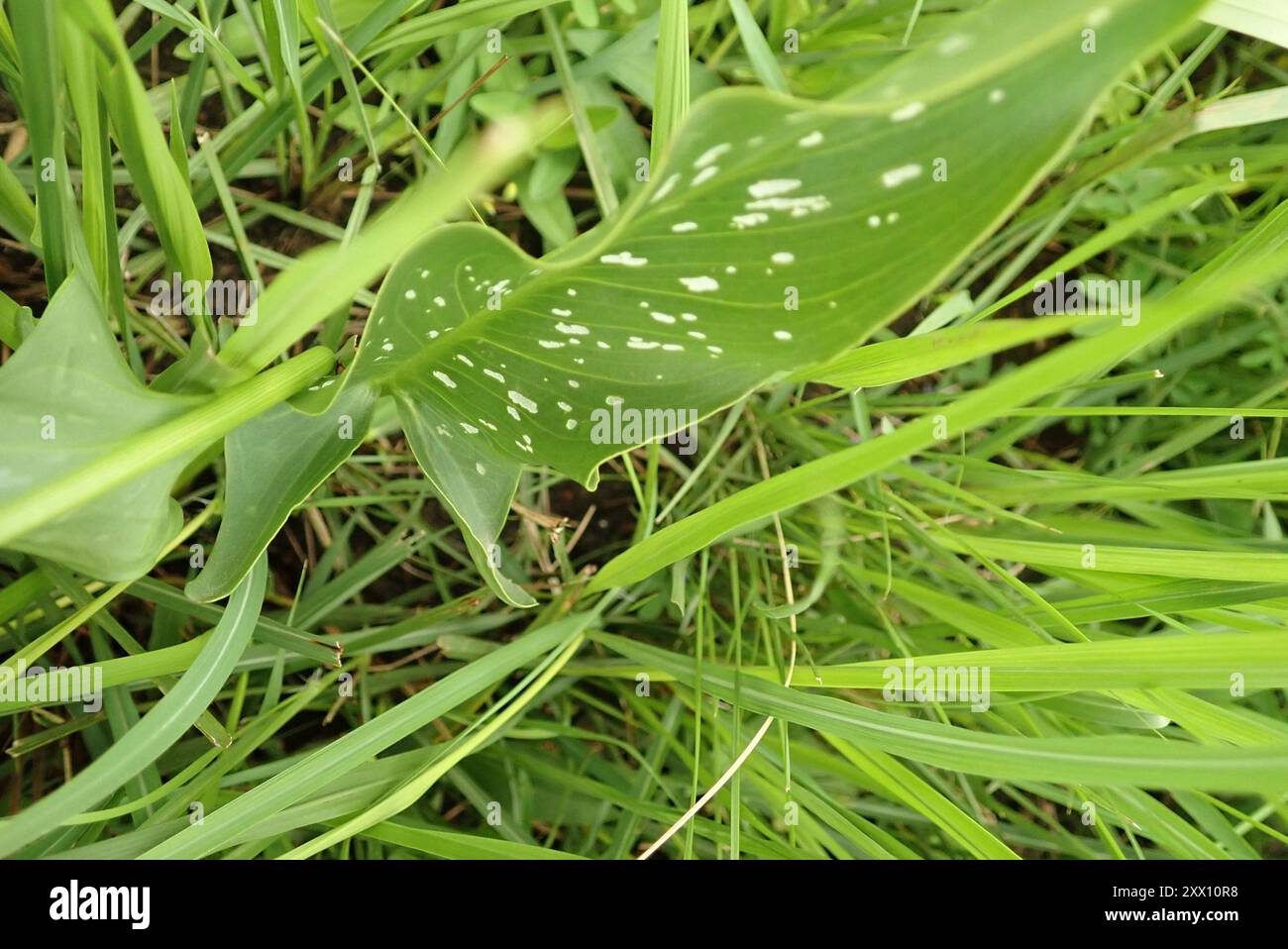Spotted Calla Lily (Zantedeschia albomaculata) Plantae Stock Photo - Alamy