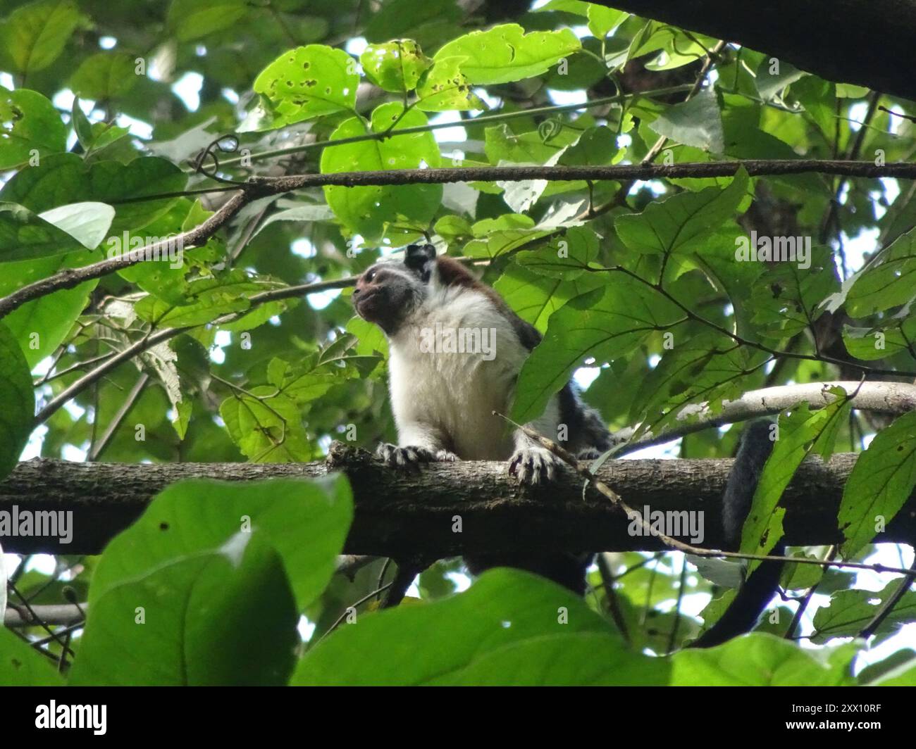 Geoffroy’s Tamarin (Saguinus geoffroyi) Mammalia Stock Photo - Alamy