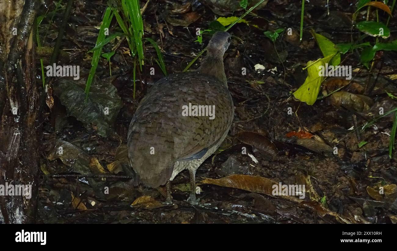 Great Tinamou (Tinamus major) Aves Stock Photo - Alamy