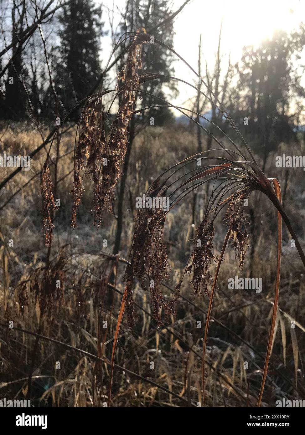 woolgrass (Scirpus cyperinus) Plantae Stock Photo - Alamy