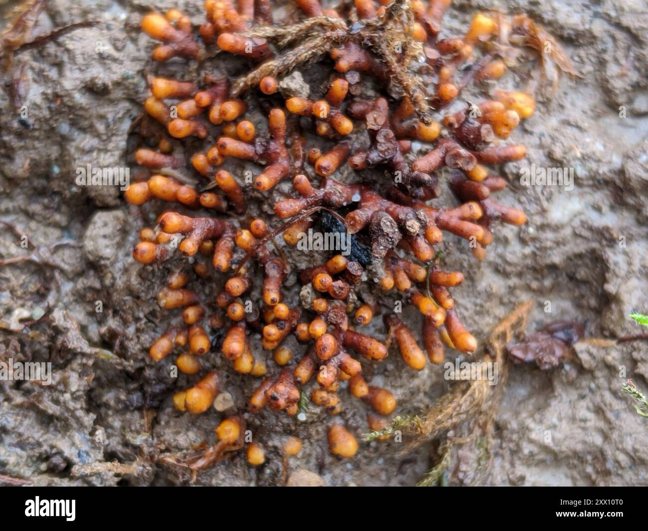 With gall of bacteria hi-res stock photography and images - Alamy