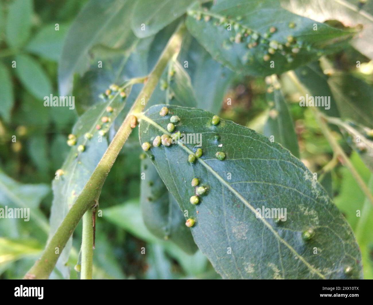 Willow Bead Gall Mite (Aculus tetanothrix) Arachnida Stock Photo - Alamy