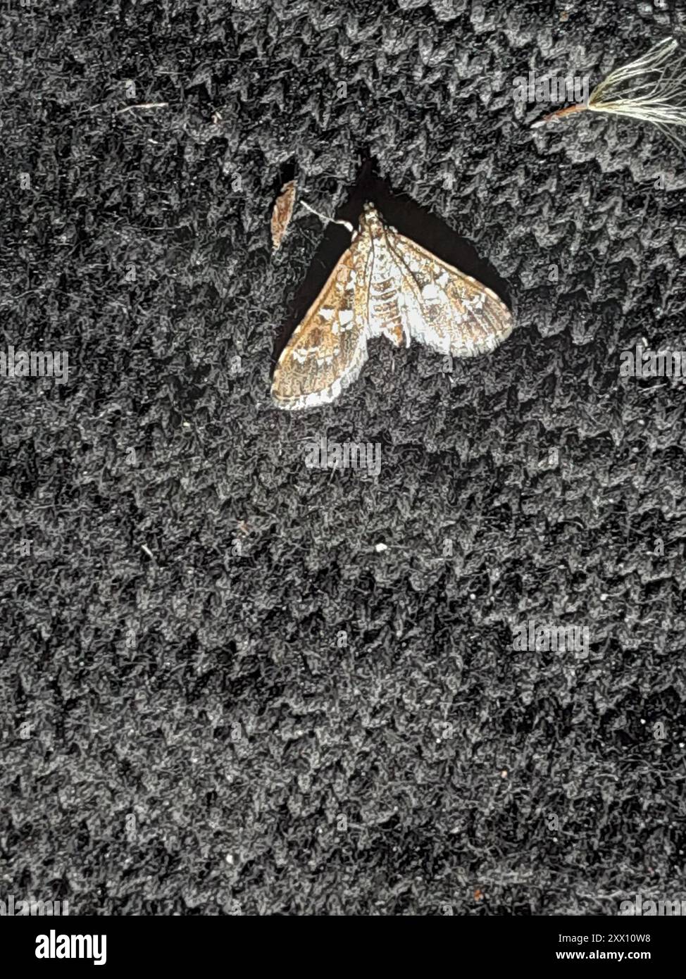 Salvinia Stem Borer Moth (Samea multiplicalis) Insecta Stock Photo - Alamy