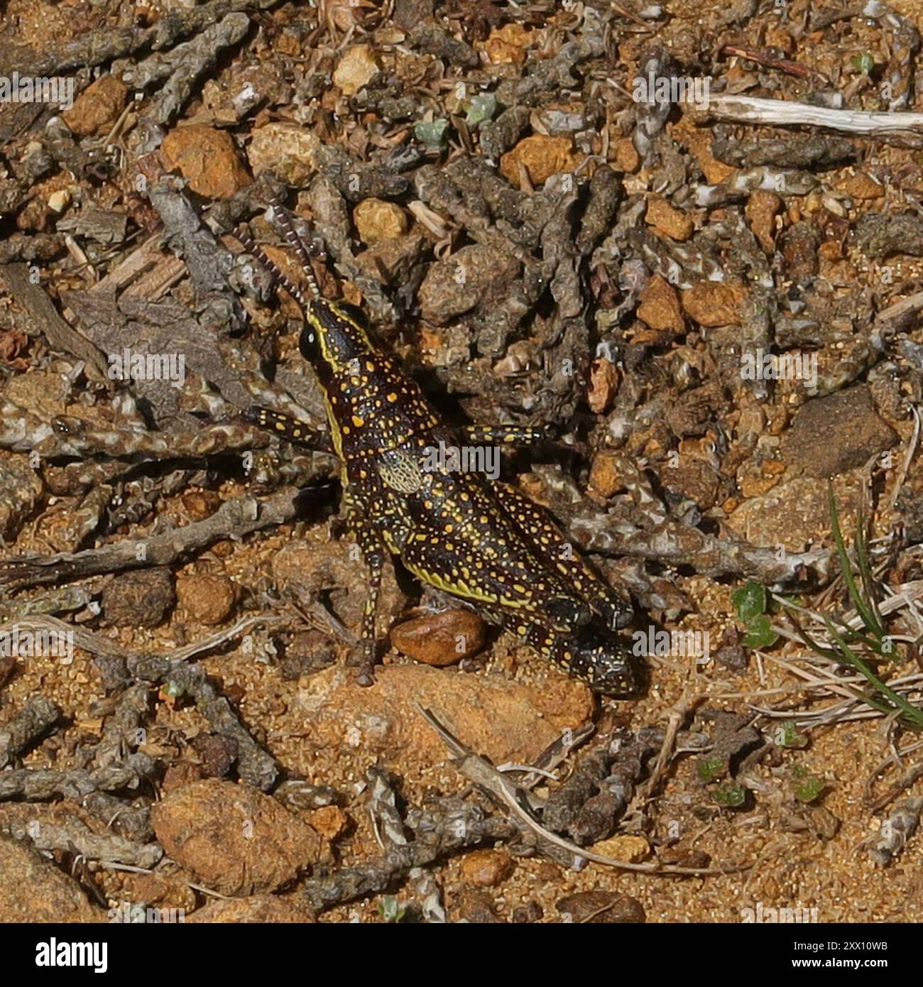 Spotted Mountain-grasshopper (Monistria concinna) Insecta Stock Photo ...