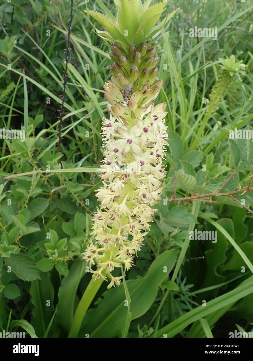 Crown Pineapple Lily (Eucomis comosa) Plantae Stock Photo - Alamy